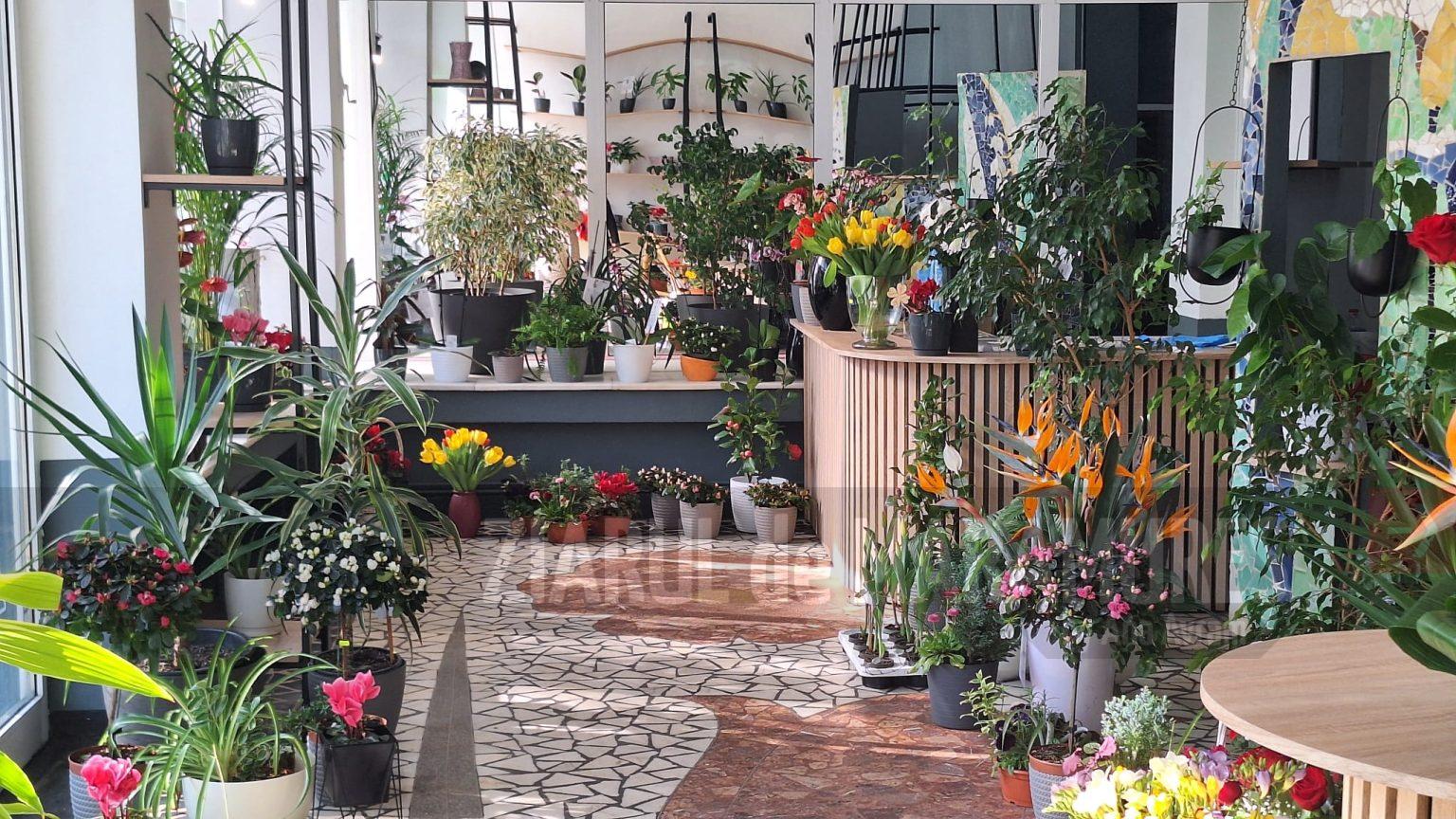 Florăriile AMBIENT si FLORA au un nou program de funcționare. Plante si ...